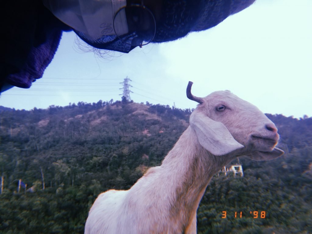 Charpoys, Chicken Pakoras and a Nanny Goat!